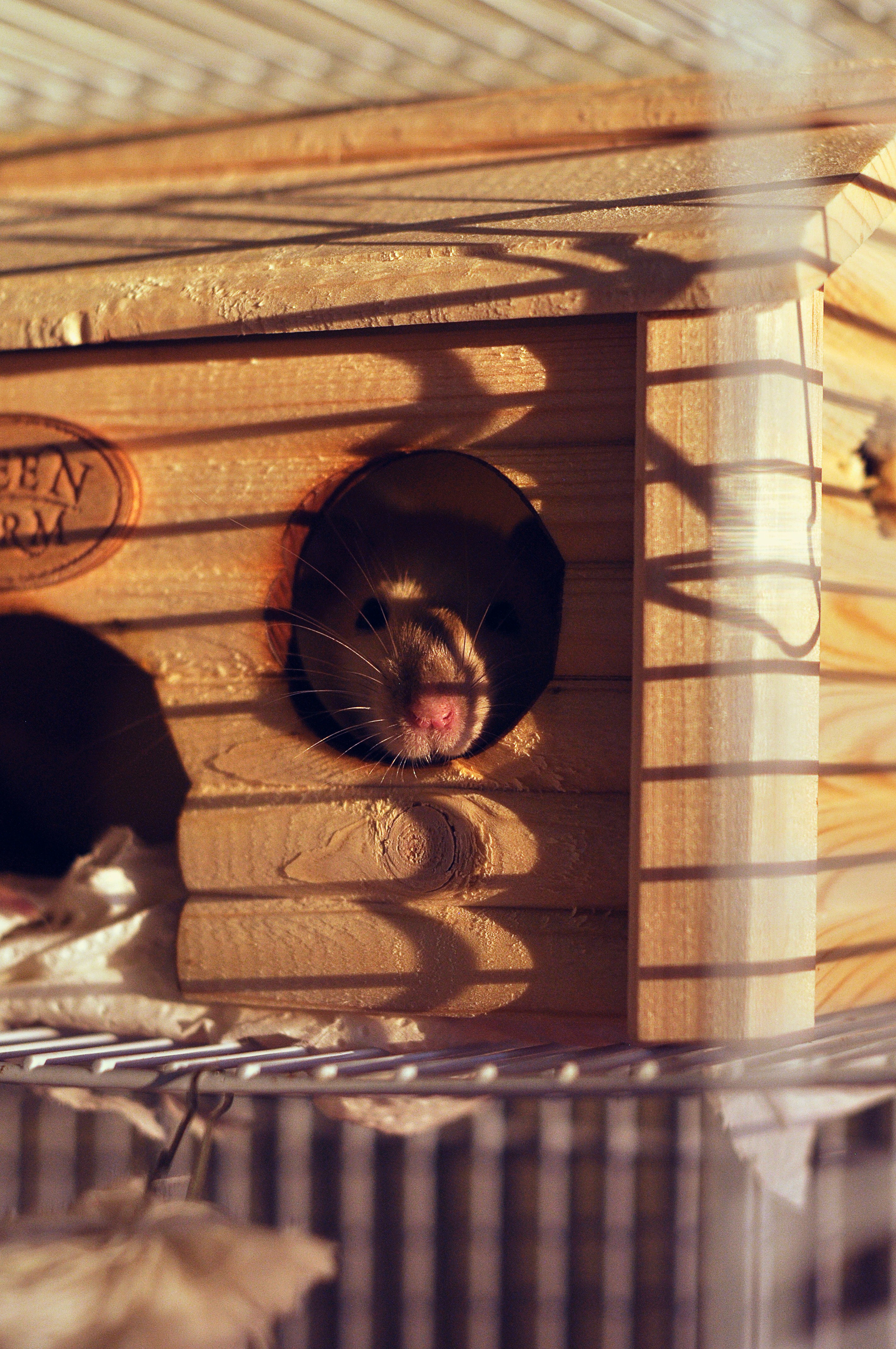 Sponsor a Rat – West Coast Rat Rescue Society