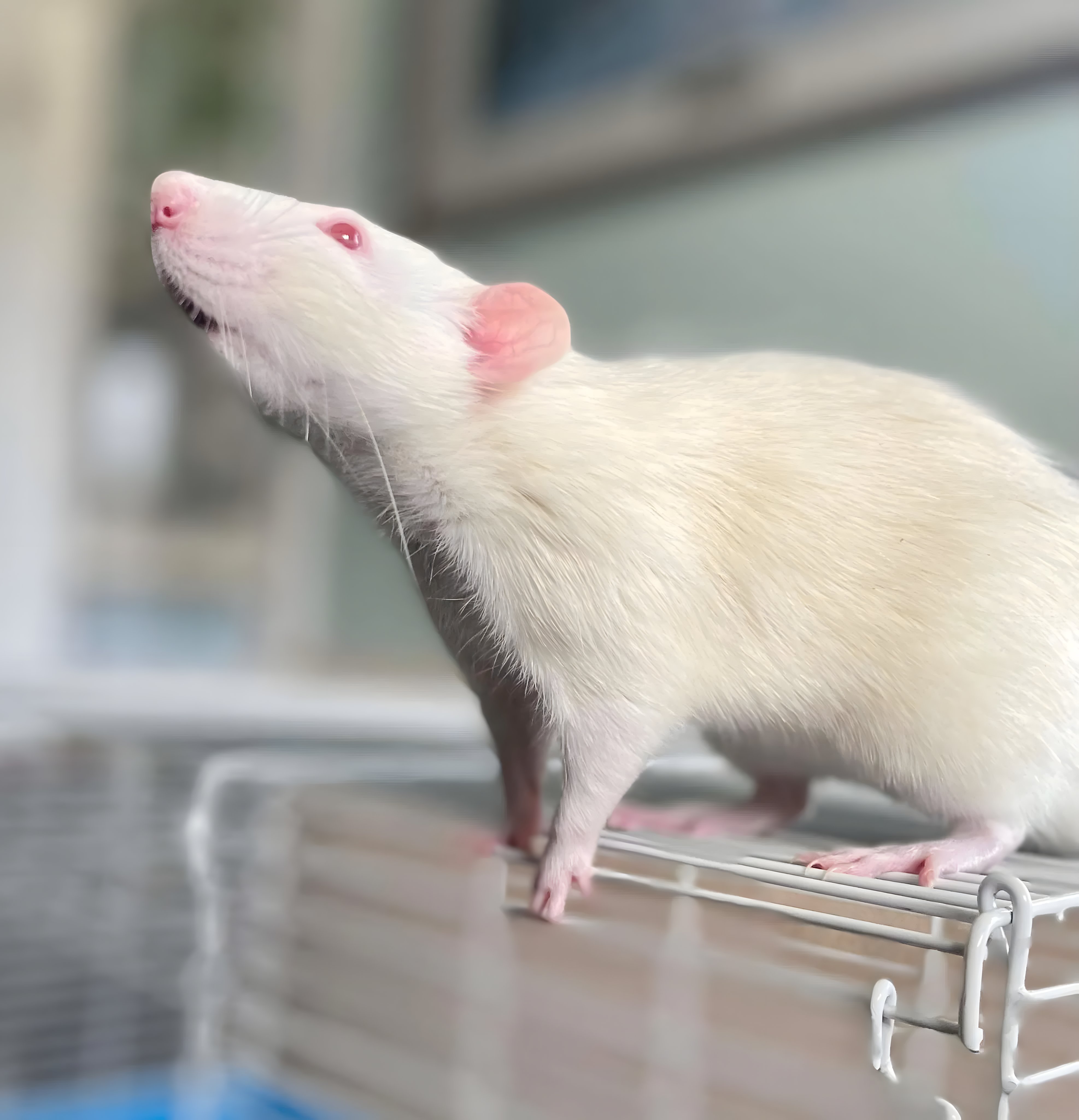 Adoptable Rats – West Coast Rat Rescue Society